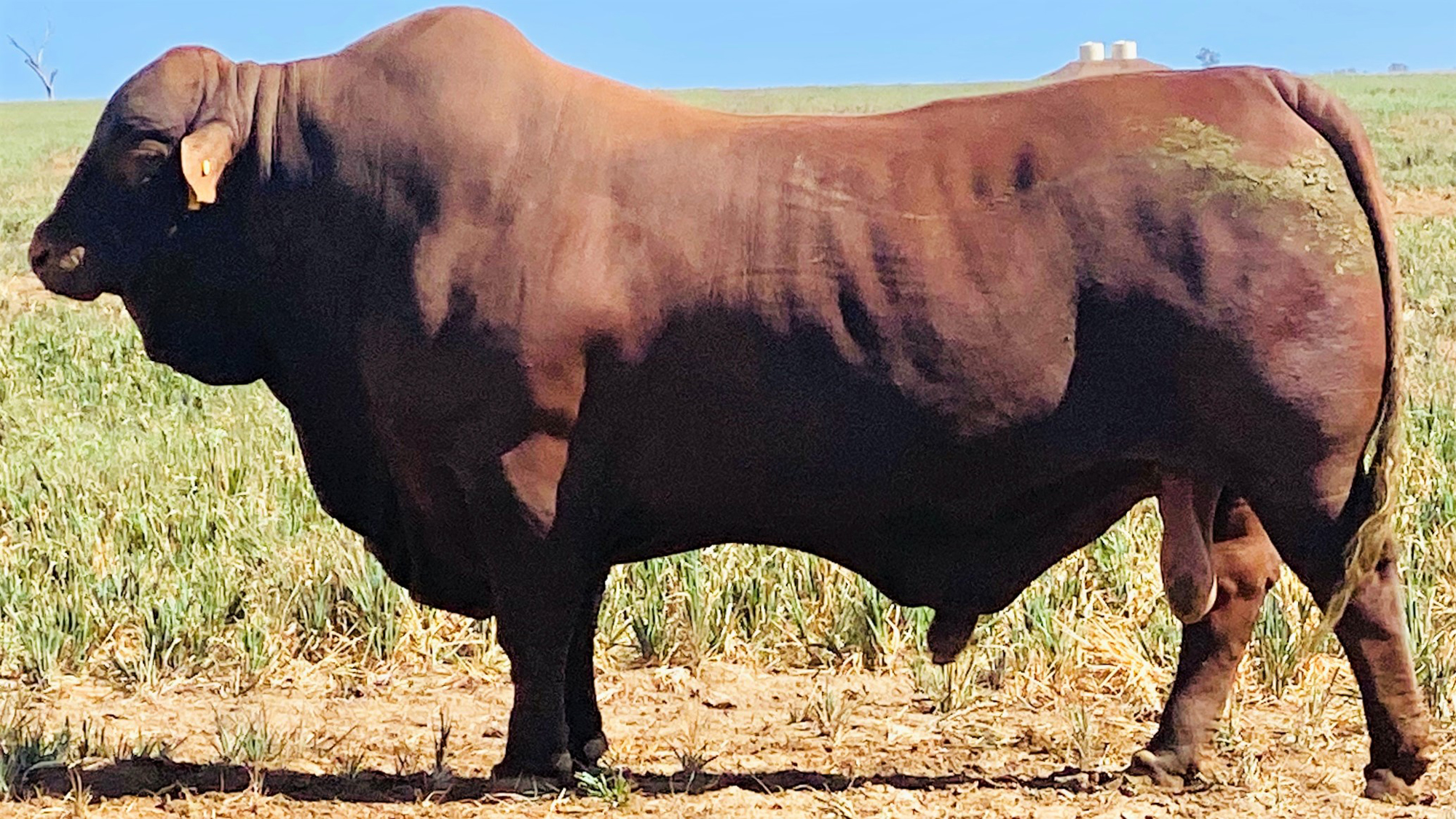 Sires – Bullamakinka